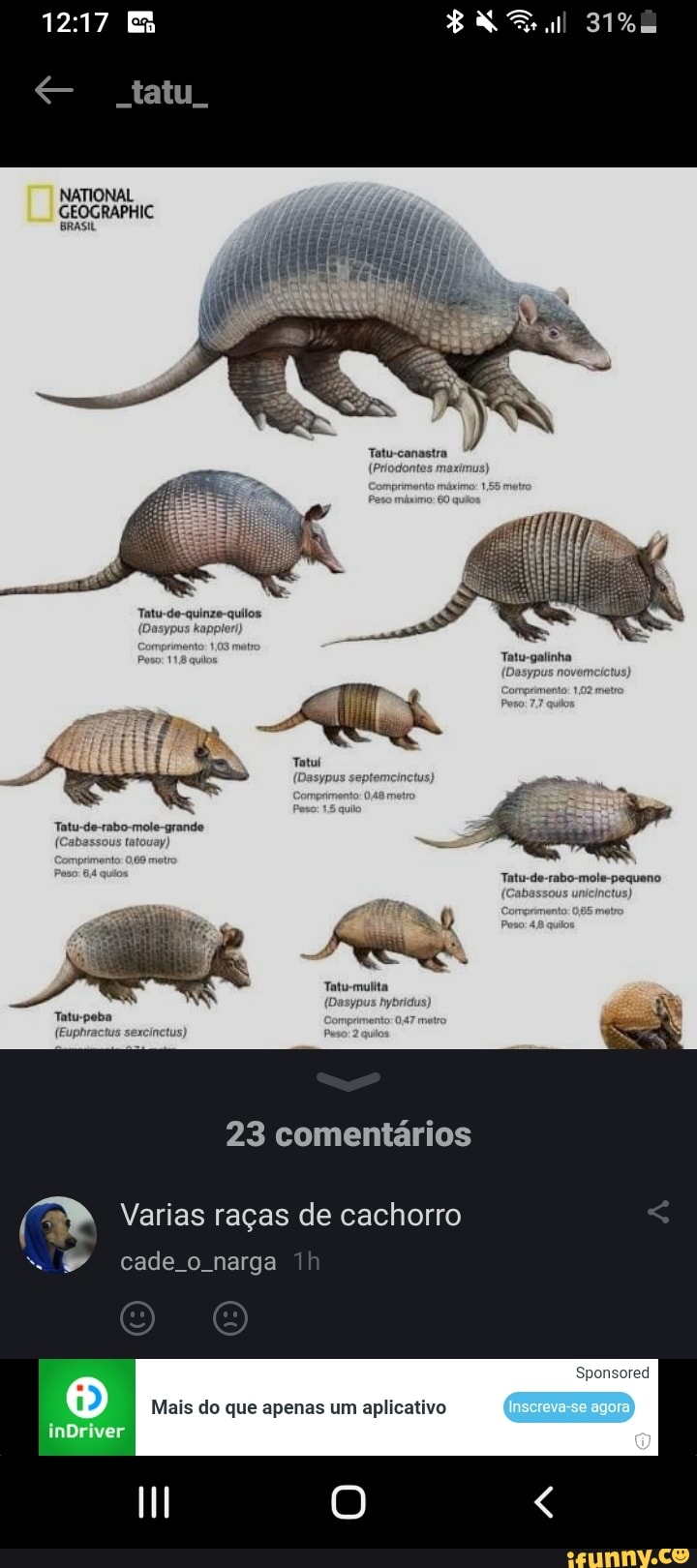 Tatu, NATIONAL GEOGRAPHIC BRASIL Totu-canastra tato Tatu de grando (cab ...