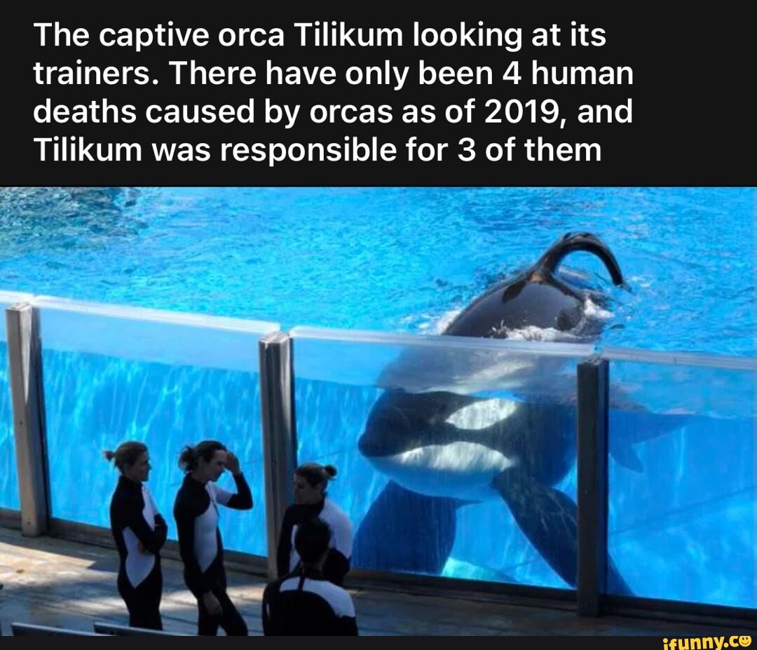 The captive orca Tilikum looking at its trainers. There have only been ...