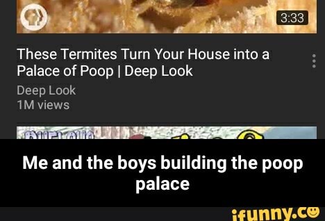 These Termites Turn Your House into a Palace of Poop I Deep Look Deep ...