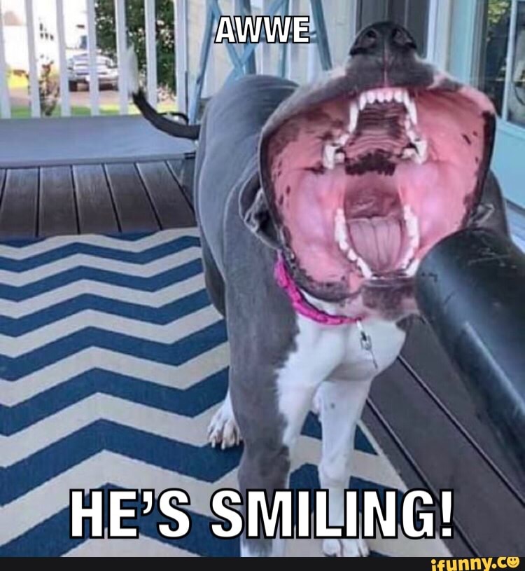 Pitbaby memes. Best Collection of funny Pitbaby pictures on iFunny