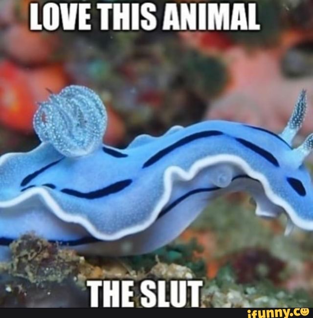 Mollusk memes. Best Collection of funny Mollusk pictures on iFunny