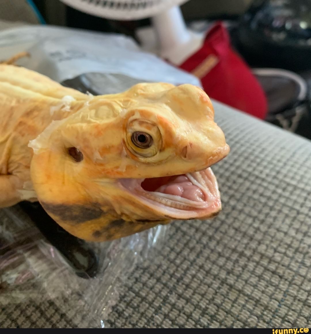 Beardie memes. Best Collection of funny Beardie pictures on iFunny