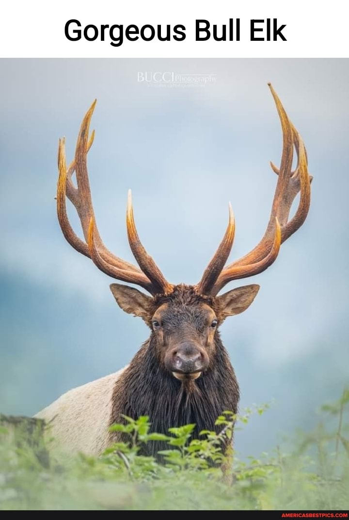 Gorgeous Bull Elk - America’s best pics and videos
