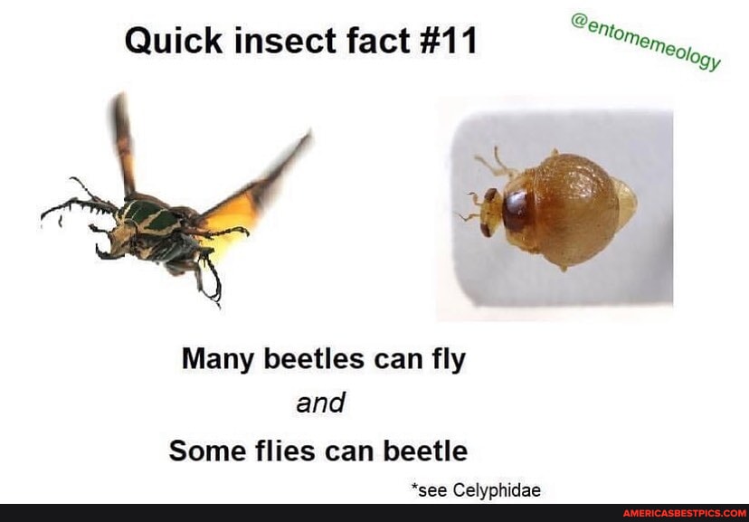Indeed #celyphidae #beetlefly #diptera #flies #beetles #coleoptera #entomemeology #entomology # ...