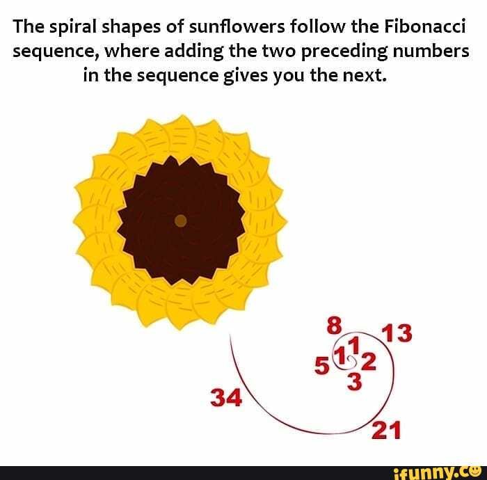 The spiral shapes of sunflowers follow the Fibonacci sequence, where ...