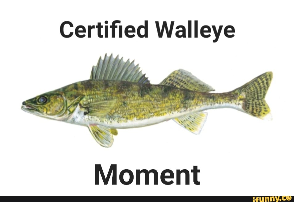 Walleye memes. Best Collection of funny Walleye pictures on iFunny