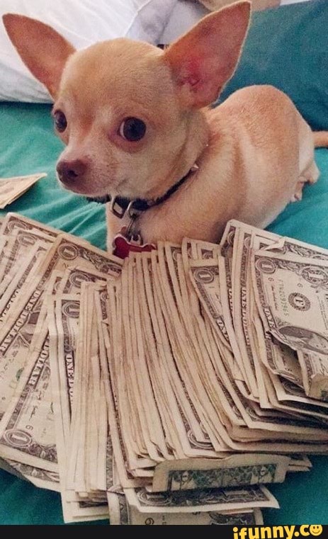 Upvote money dog and you will receive some economic luck in the next ...