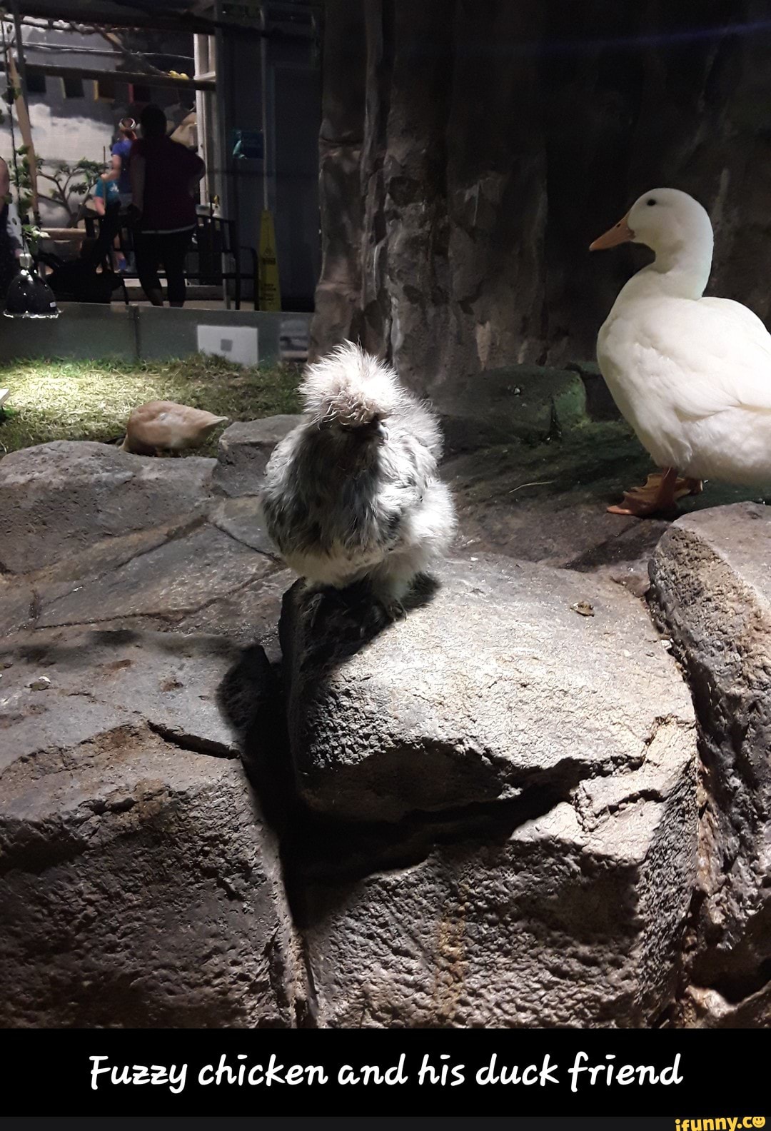 Fuzzy chicken and his duck friend - Fuzzy chicken and his duck friend ...
