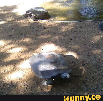 Torts memes. Best Collection of funny Torts pictures on iFunny