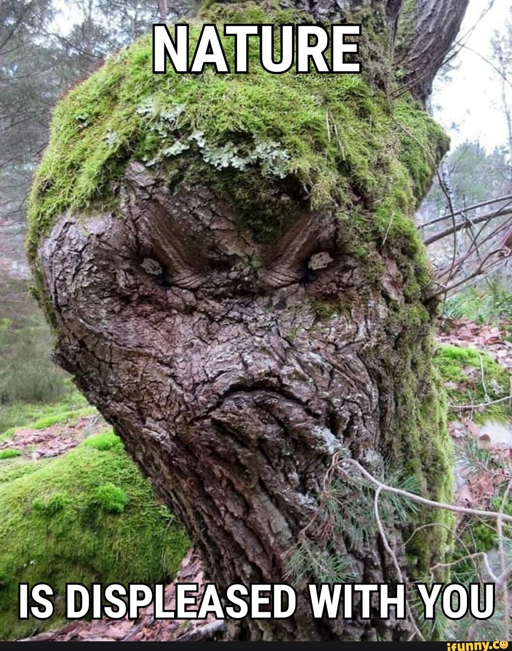 Naturememe memes. Best Collection of funny Naturememe pictures on iFunny