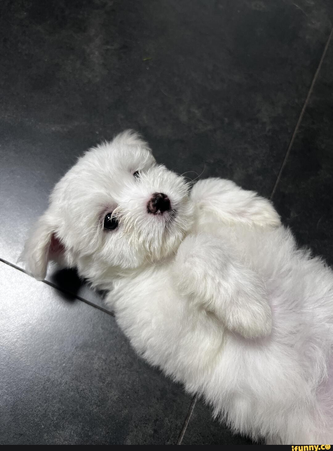 Maltipoo memes. Best Collection of funny Maltipoo pictures on iFunny