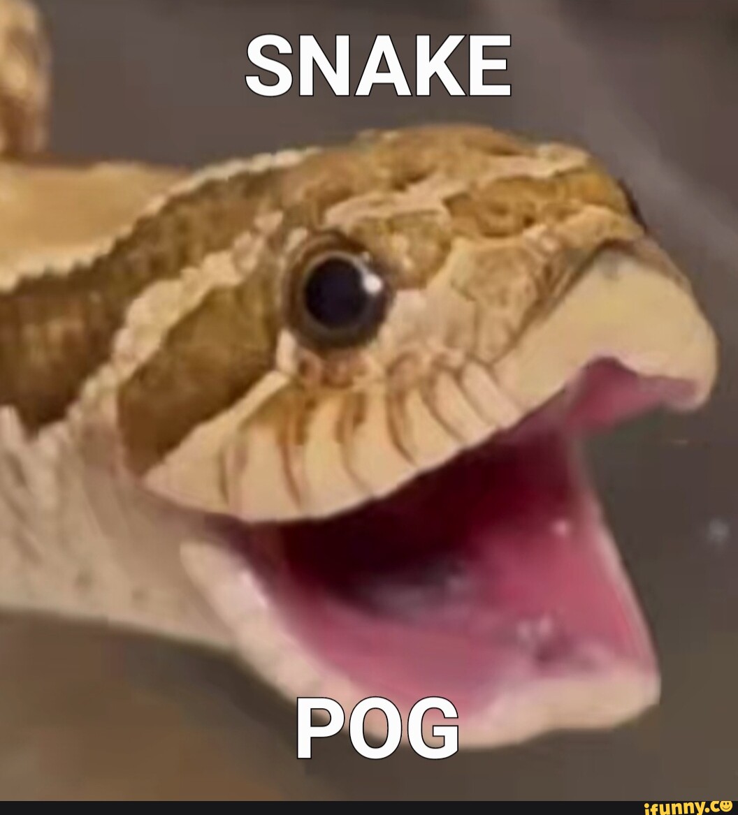 Pog memes. Best Collection of funny Pog pictures on iFunny