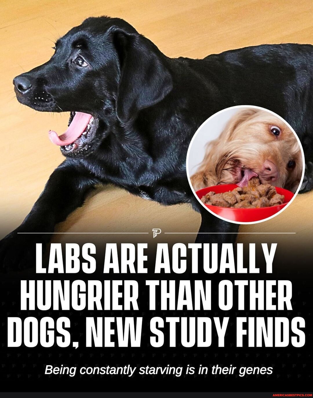 A recent study reveals that one in four Labrador retrievers possess a ...