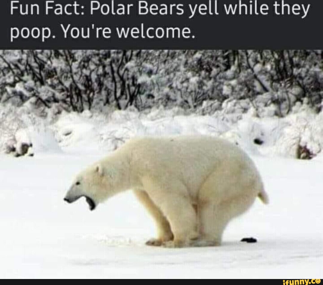 Fun Fact: Polar Bears ye wnile tney poop. You're welcome. - iFunny