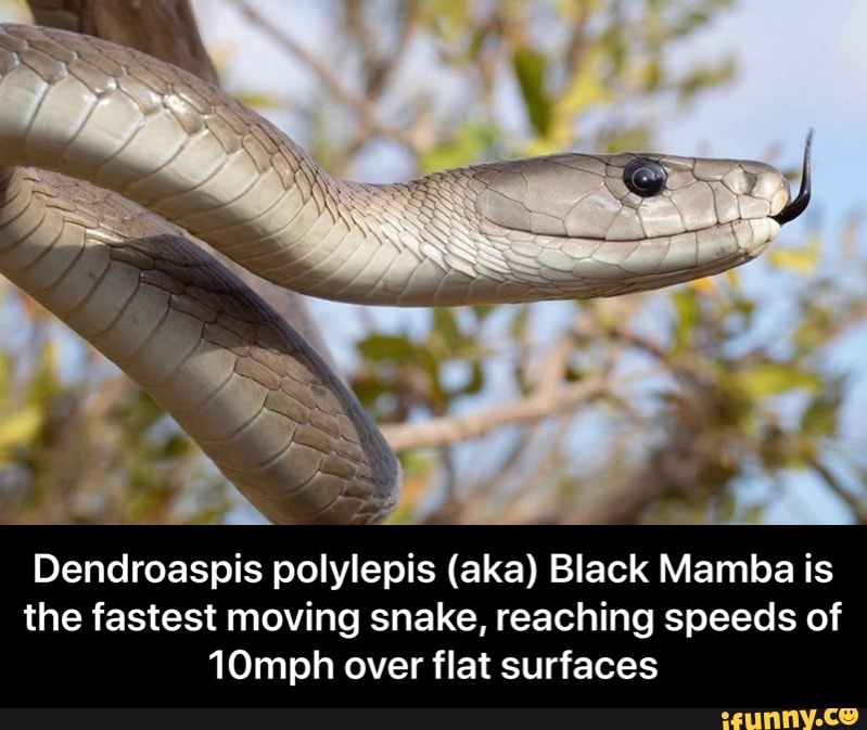 Dendroaspis polylepis (aka) Black Mamba is the fastest moving snake ...