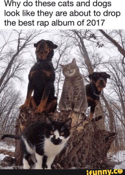 Why do these cats and dogs look like they are about to drop the best ...
