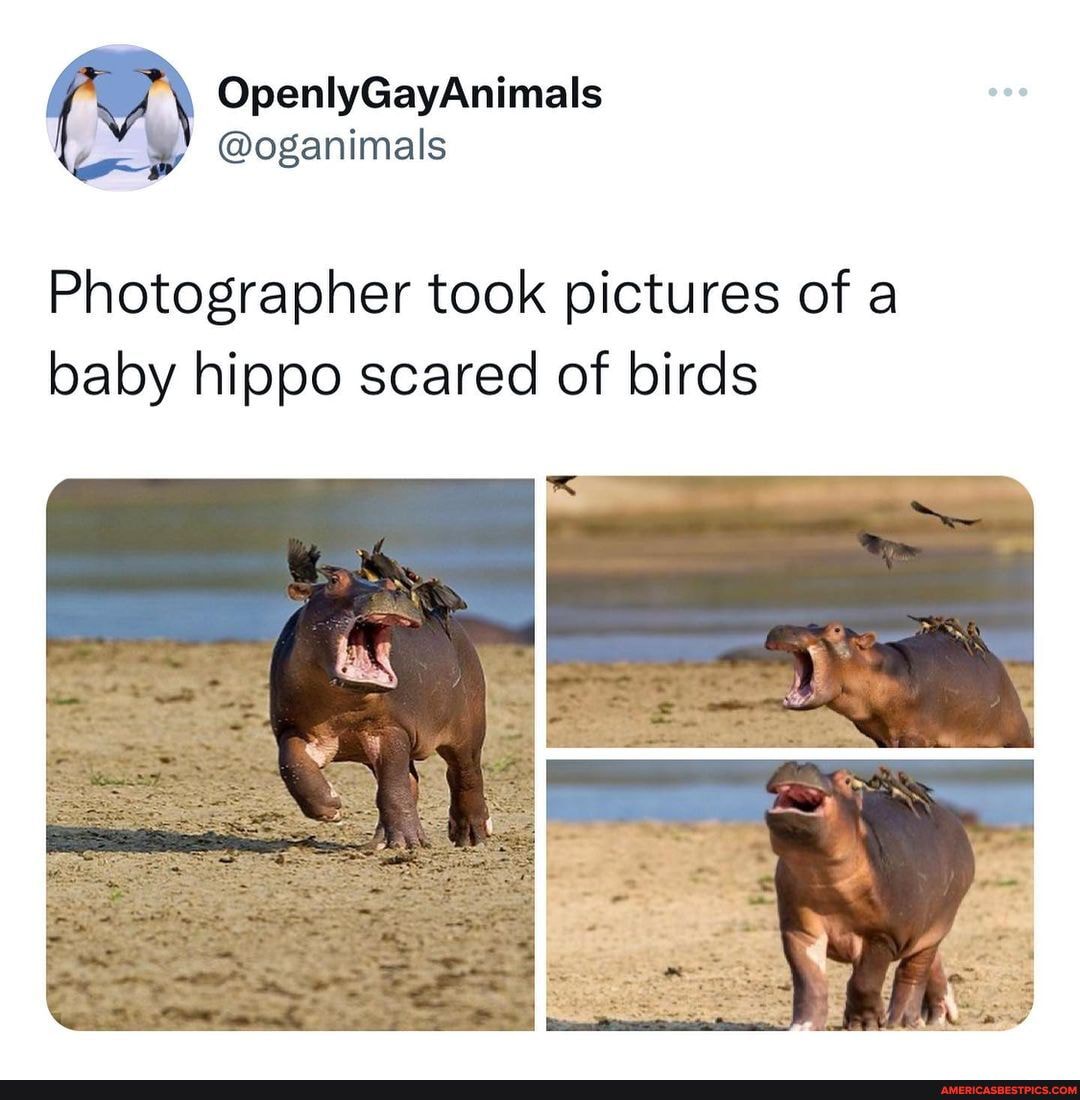 @oganimals Photographer took pictures of a baby hippo scared of birds ...