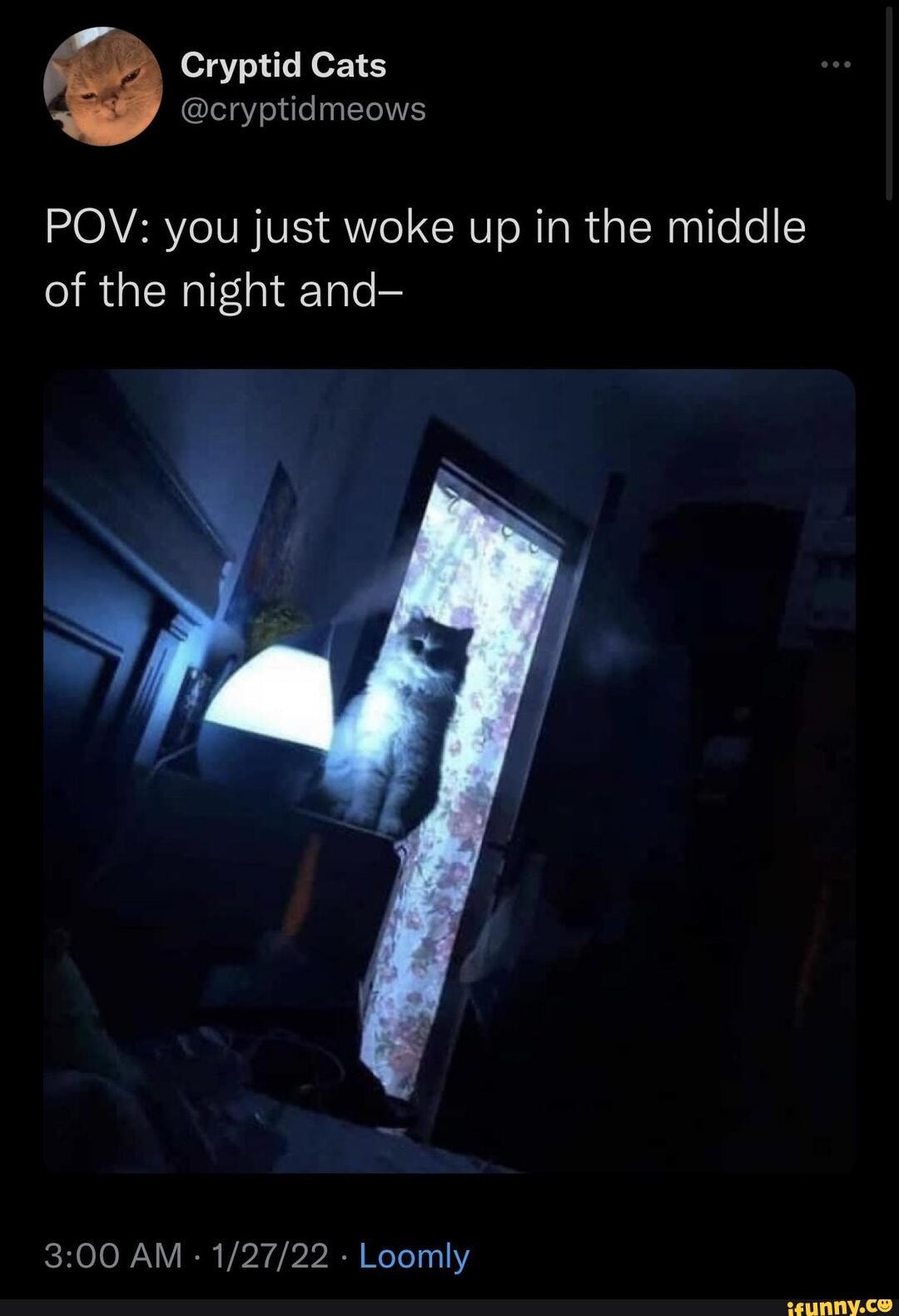 Funny Random Meme and Twitter Dump - \ Cryptid Cats POV: you just woke ...