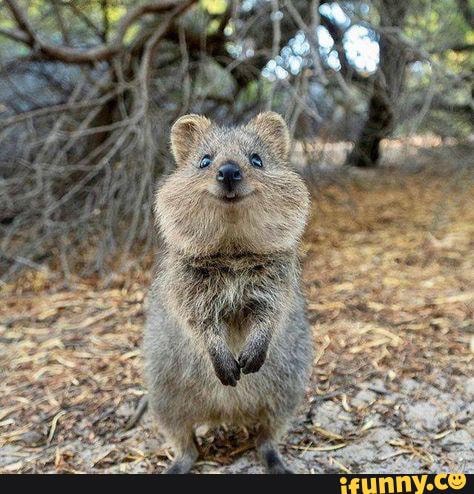 Quoka memes. Best Collection of funny Quoka pictures on iFunny