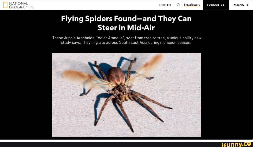 Flying Spiders Meme