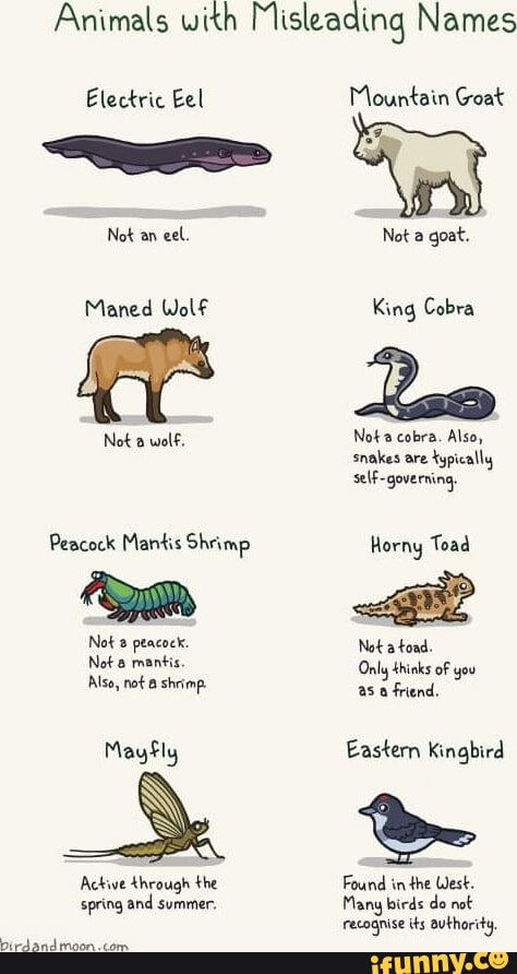 Animals with Misleading Names Electric Eel Mountain Goat Not an eel ...
