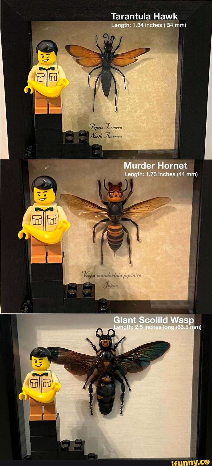 Tarantula Hawk Size