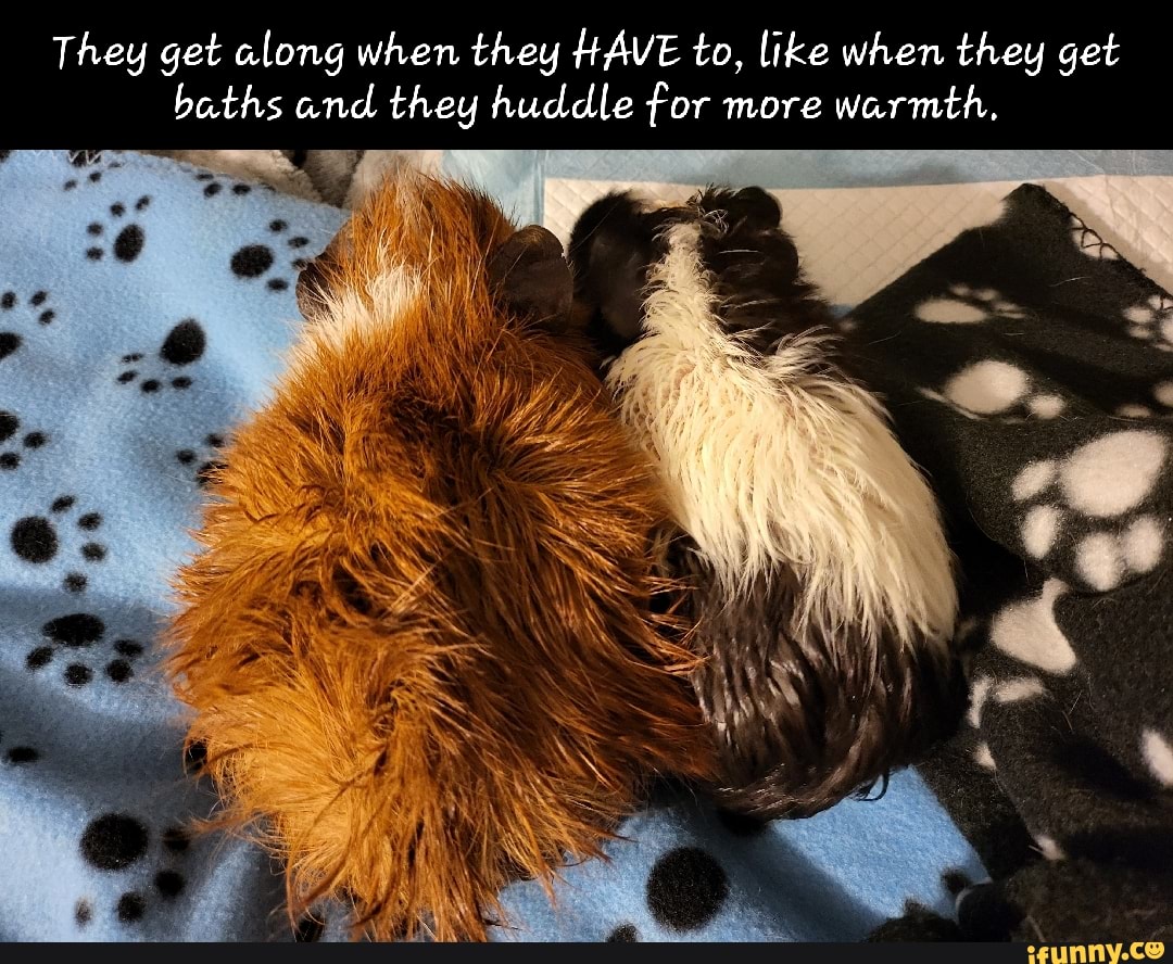 Huddle memes. Best Collection of funny Huddle pictures on iFunny