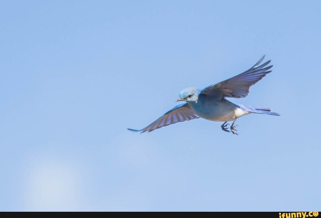 Bluebird memes. Best Collection of funny Bluebird pictures on iFunny