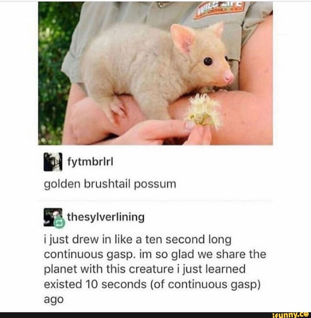 Brushtail memes. Best Collection of funny Brushtail pictures on iFunny