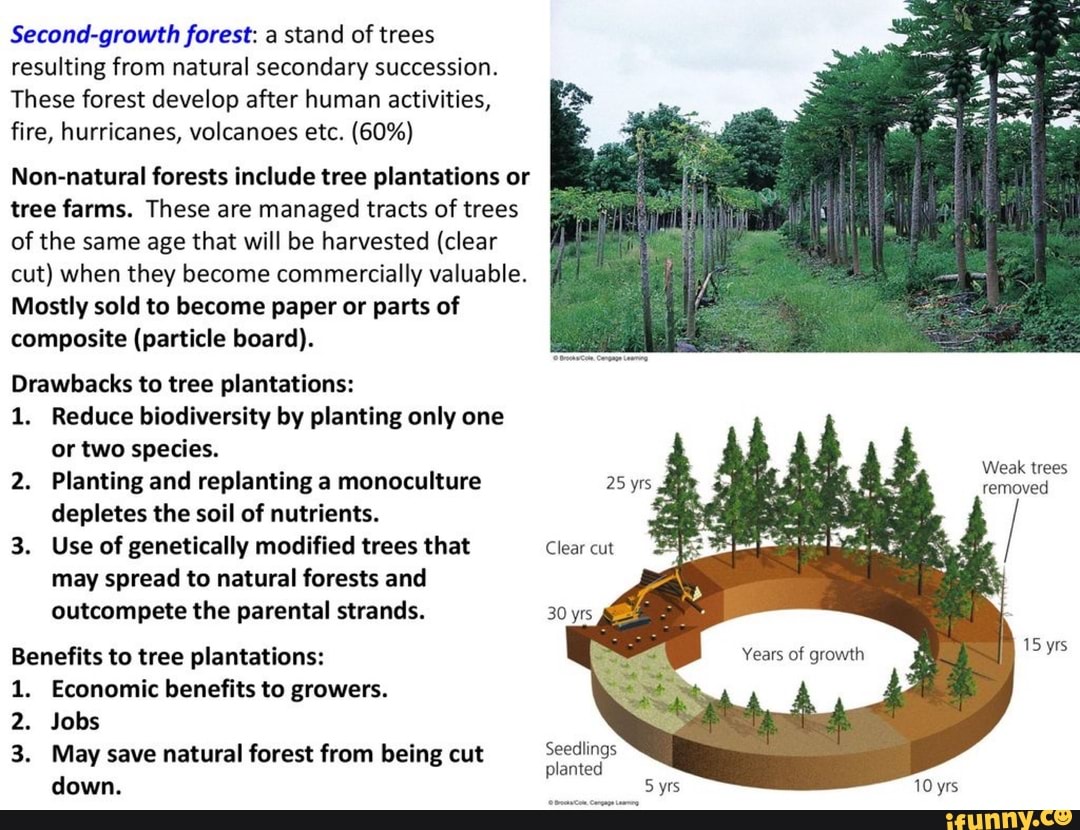 Second-growth forest: a stand of trees resulting from natural secondary ...