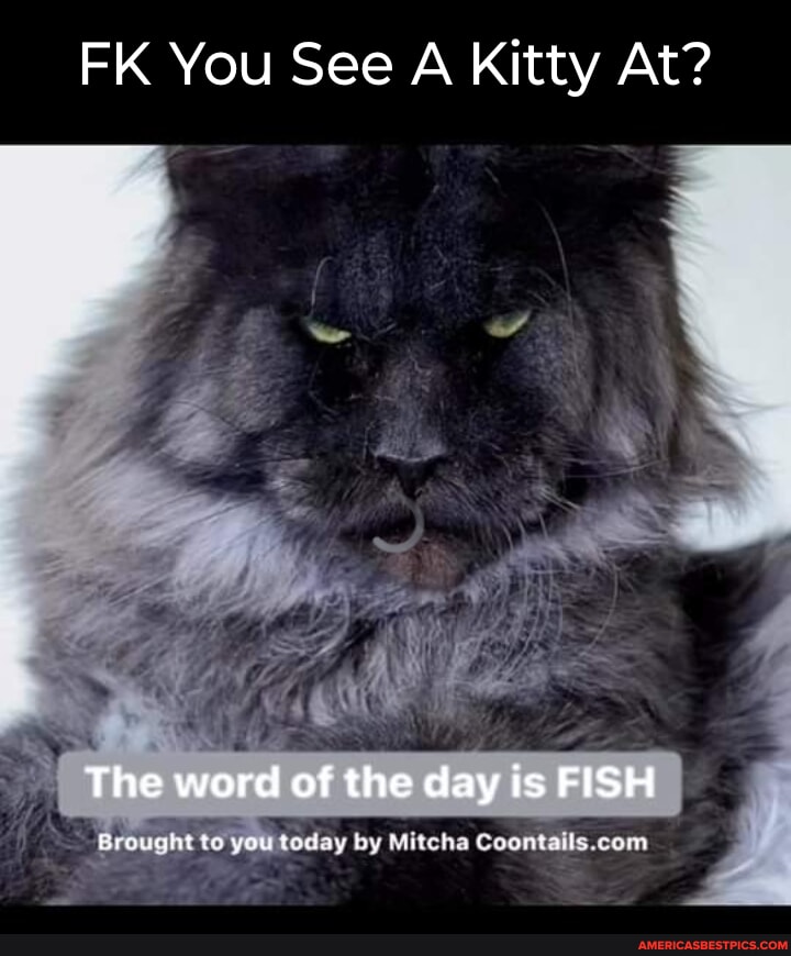 Vine FK You See A Kitty At? word of the day Is FISH Brought to you ...