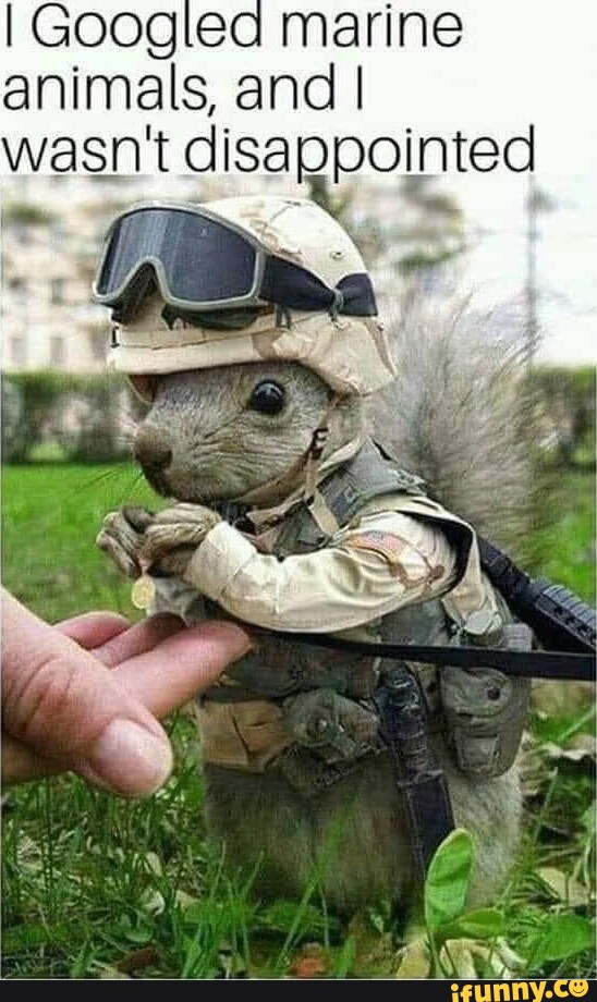 Video memes SqS02YlZA by IWannaLoveaSugarMommy - iFunny