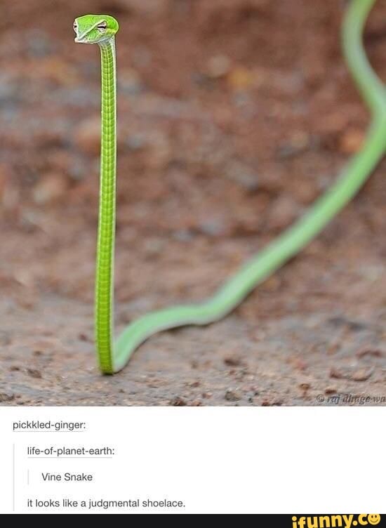 Pickkled-ginger: life-of-planet-earth: Vine Snake it looks like a ...
