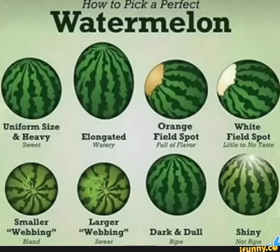 How fo PicK a Fertect Watermelon Uniform Size Orange White & Heavy ...