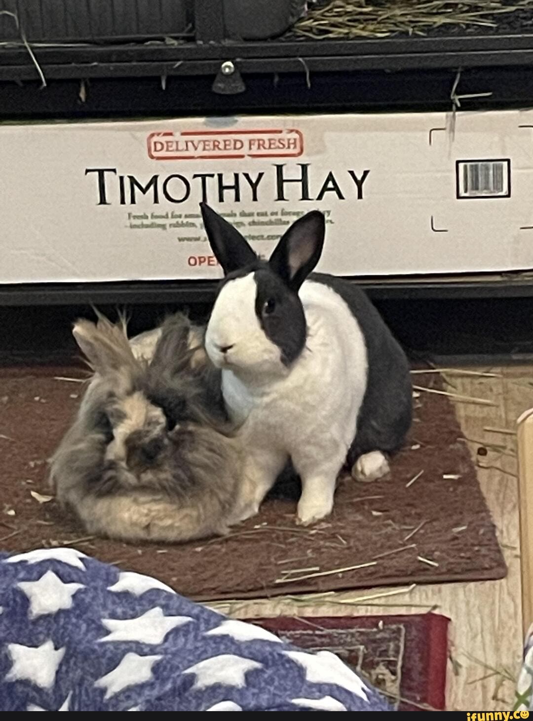 Rabbie memes. Best Collection of funny Rabbie pictures on iFunny