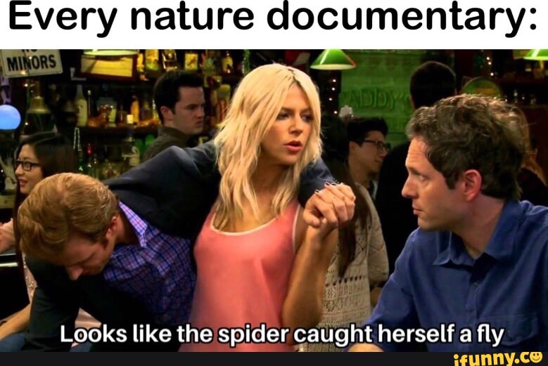 Very nature documentary: Looks like the spider caught herself a fly ...
