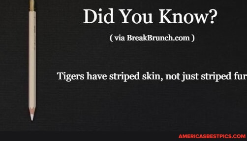 Did You Know? (via ) Tigers have striped skin, not just striped fur ...