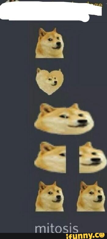 Mitosis memes. Best Collection of funny Mitosis pictures on iFunny