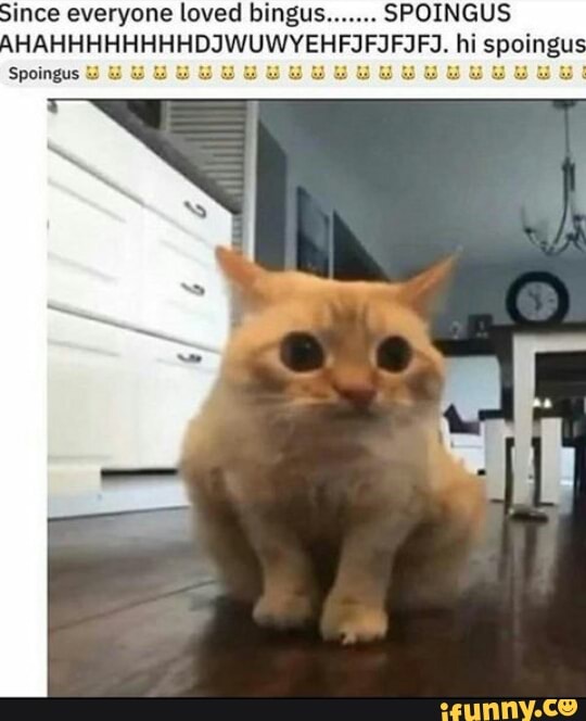 Since everyone loved bingus. SPOINGUS hi spoingus Spoingss - iFunny