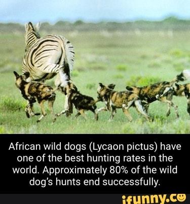 Painteddog memes. Best Collection of funny Painteddog pictures on iFunny