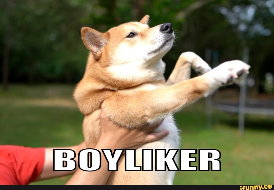 Boyliker memes. Best Collection of funny Boyliker pictures on iFunny