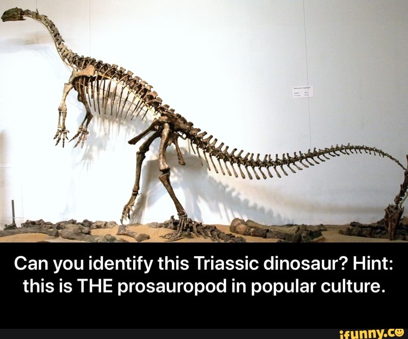 Can you identify this Triassic dinosaur? Hint: this is THE prosauropod ...