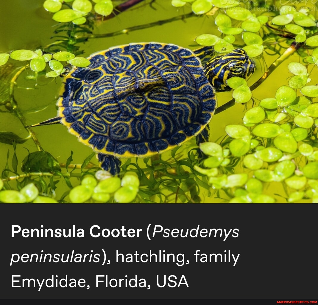 Peninsula Cooter (Pseudemys peninsularis), hatchling, family Emydidae ...