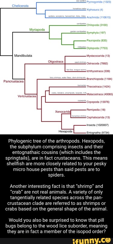 Arthropod memes. Best Collection of funny Arthropod pictures on iFunny