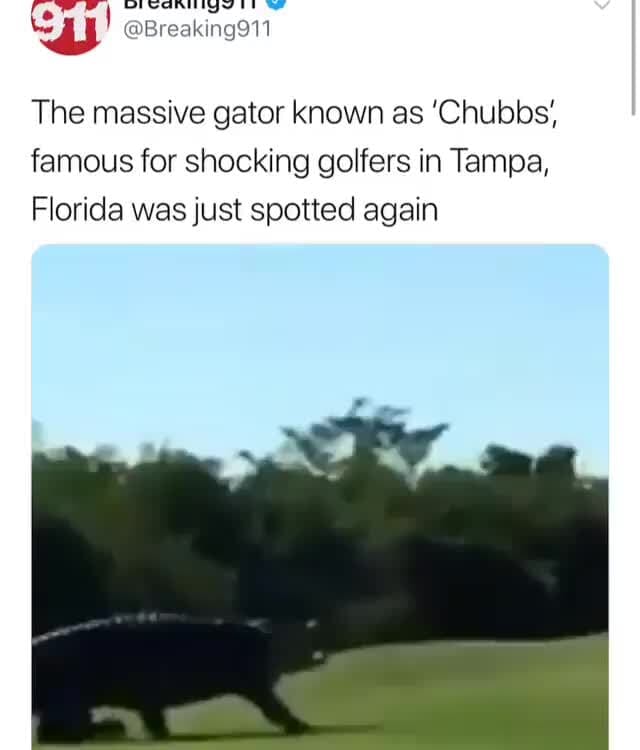 The massive gator known as 'Chubbs' famous for shocking golfers in ...