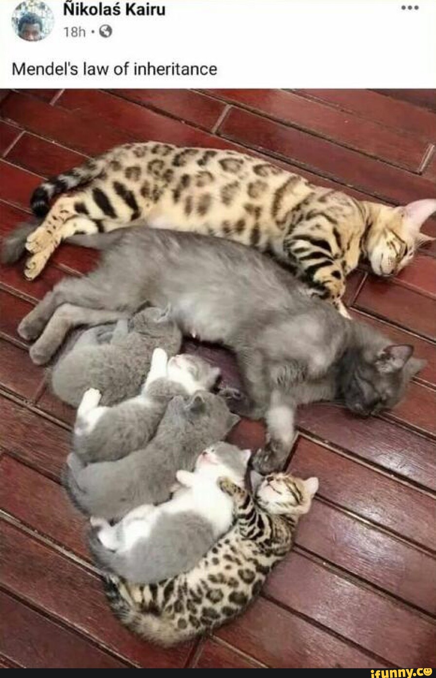 Mendels memes. Best Collection of funny Mendels pictures on iFunny