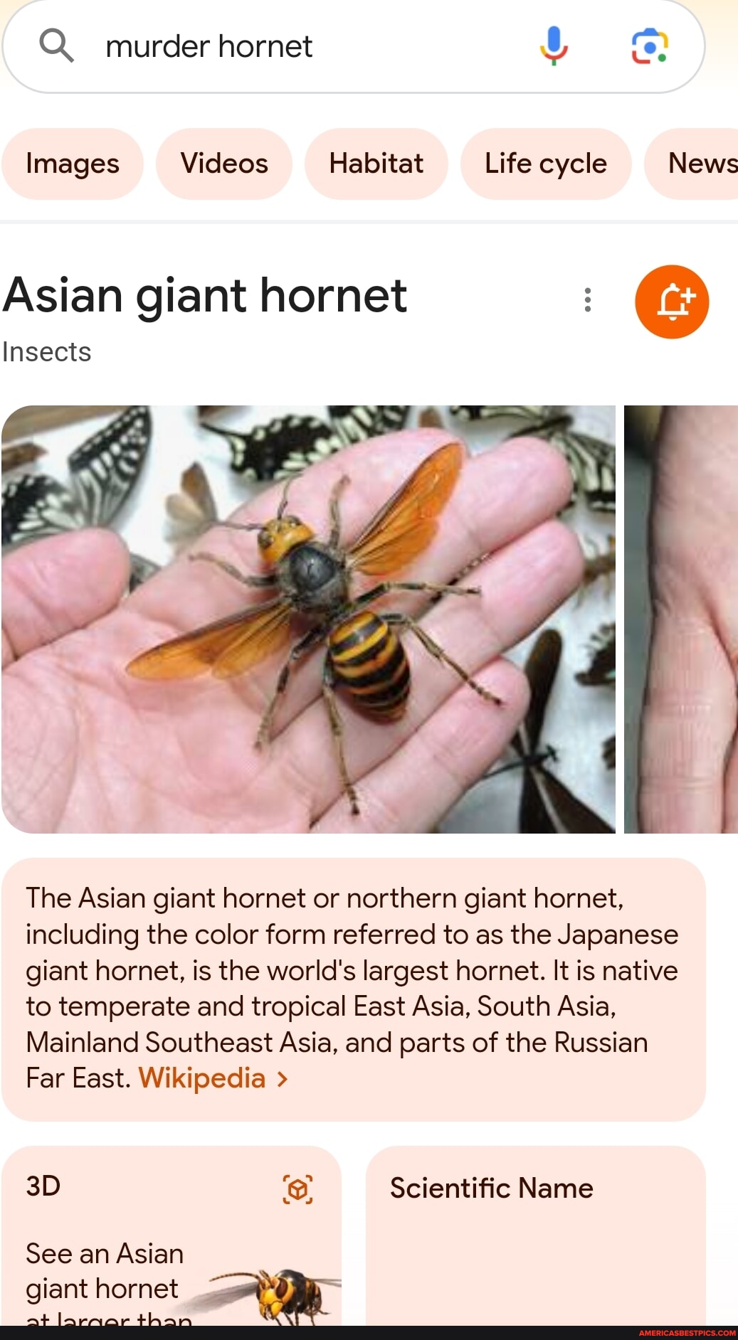 Q murder hornet & Images Videos Habitat Life cycle News Asian giant ...