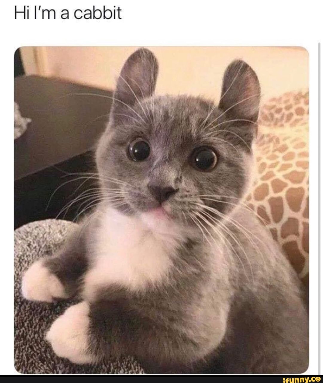Hi I’m a cabbit - iFunny