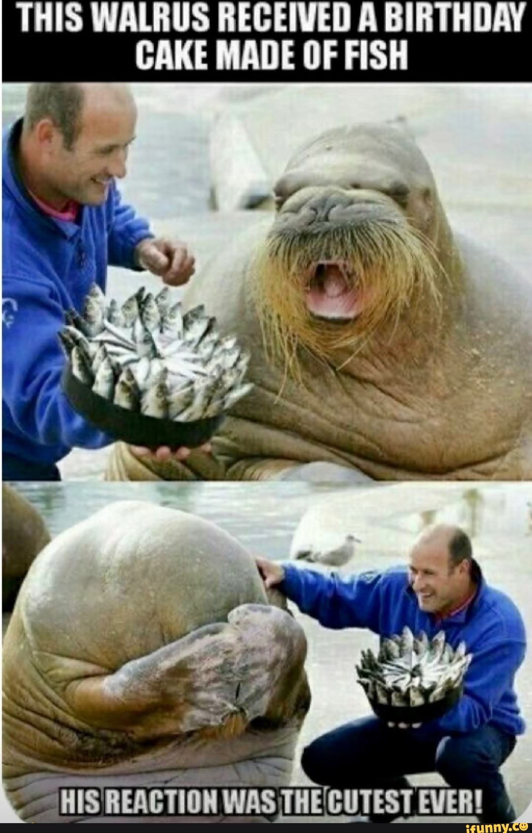 Jamie Hyneman Walrus Gif