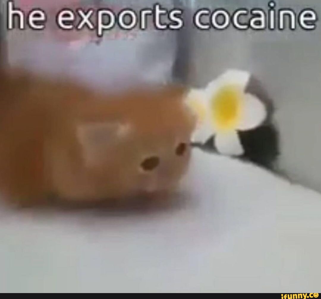 Exports memes. Best Collection of funny Exports pictures on iFunny